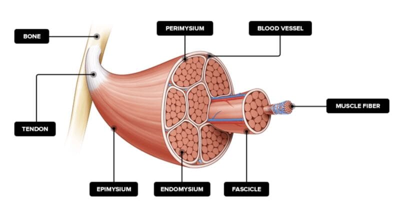 How to Use Blood Flow Restriction to Supercharge Muscle Growth | MovementX